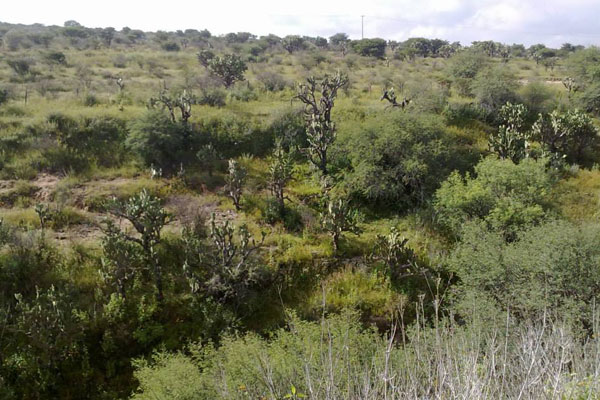 Piden que se Proteja el Bosque Cobos que Está en Riesgo de ser ...